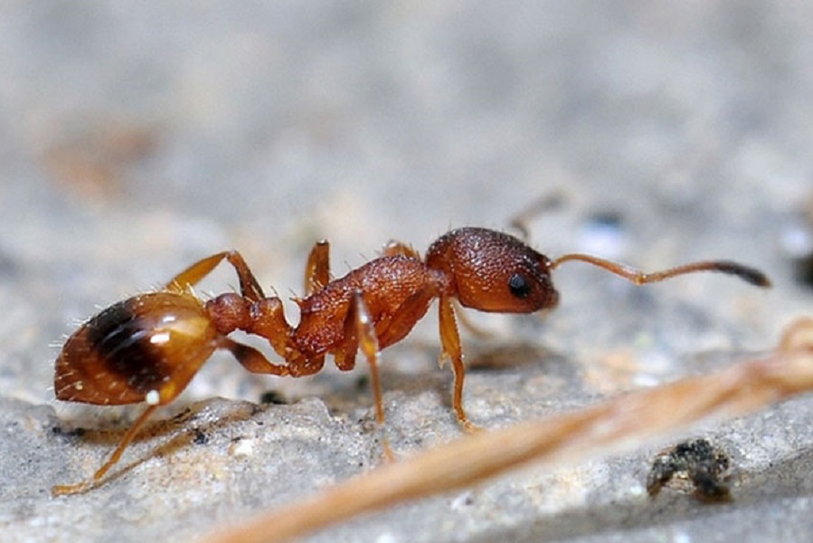 Relegen Blog | Micro RFID Helping Scientists Understant Ant Nest Choice